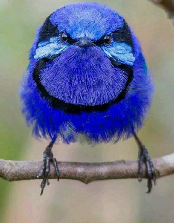 The Bright Blue Bird Who Knows About True Love